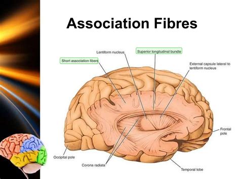 Cerebrum Internzzzzzzzzzzzzal Structure Ppt