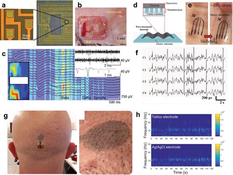 Neural Interfaces Composed Of Organic Electrochemical Electrodes For