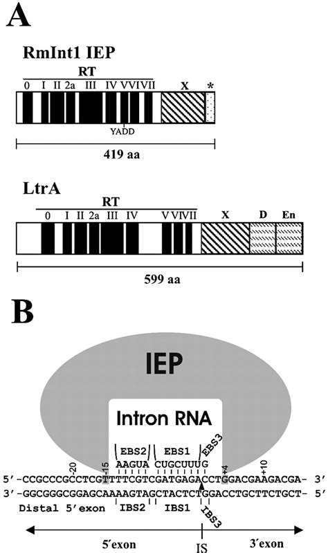 Intron‐encoded Proteins And Dna Target Site For Rmint1 A Comparison Download Scientific