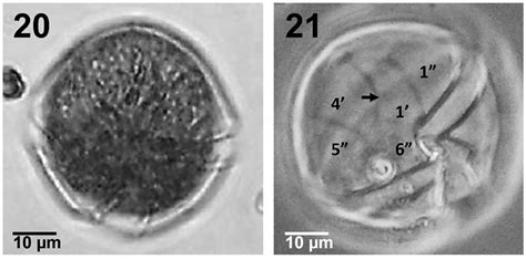 Figures 2021 In Diversity And Distribution Of Species Of The