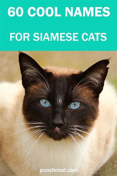60 Cool Names For Siamese Cats Cat Lifestyle Siamkat Siam