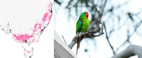 The Modelled Distribution Of The Swift Parrot Red A Multi City Download Scientific Diagram