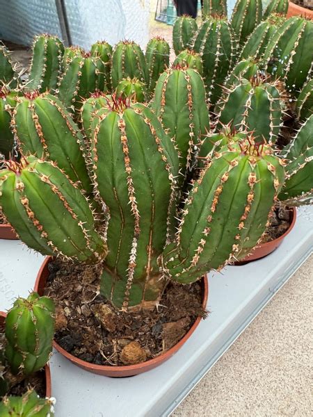 Euphorbia Echinus Succulents Euphorbia Kaktusy Sukulenty I Inne Rośliny Candycacti