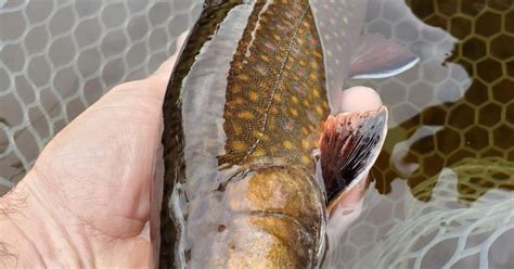 Ramblin Outdoors Nysdec Hosts Virtual Brook Trout Webinar Sports