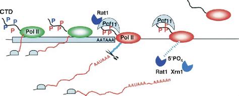 Figure 7 From The Role Of Rat1 In Coupling Mrna 3 End Processing To