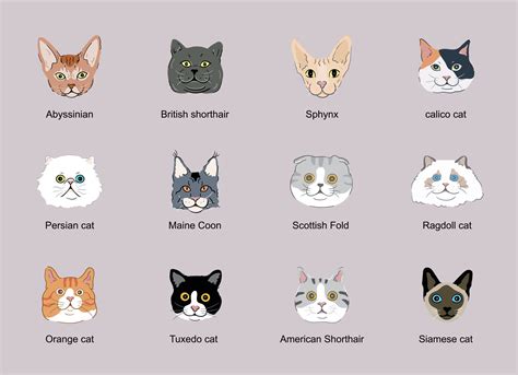 Cat Species Chart
