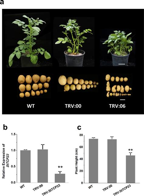 Evolution And Expression Of Genes Encoding Tcp Transcription Factors In