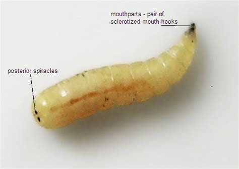 Mouth Larva