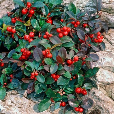 Wintergreen Plants - Garden Plant