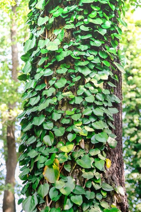 Overgrown Roots Strangling A Tree In The Jungle Near Siem Reap Cambodia Stock Photo Image Of