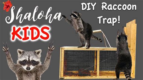 Diy Raccoon Trap It Worked Youtube