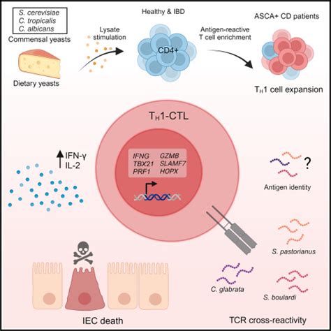 Cytotoxic Th1 Cells Mushroom After Fungal Exposures In Crohns Disease