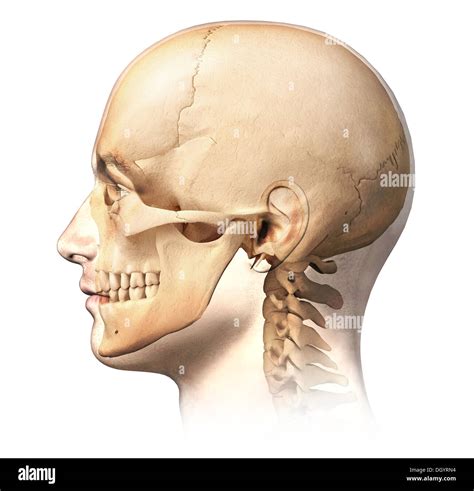 Skull Of Human Anatomy Male Human Head With Skull In Ghost Effect