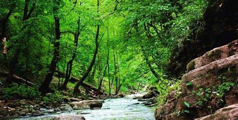 Hyrcanian Forests A Natural Museum In The Northern Part Of Gilan With 40 Million Years Of