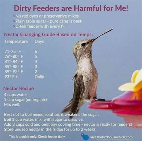 Best How To Make Hummingbird Nectar Artofit
