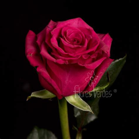Roseberry – Flores Verdes