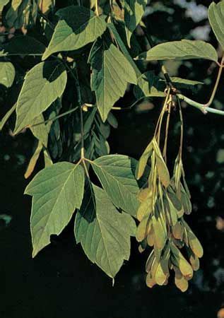Box Elder Tree Shade And Ornamental Britannica