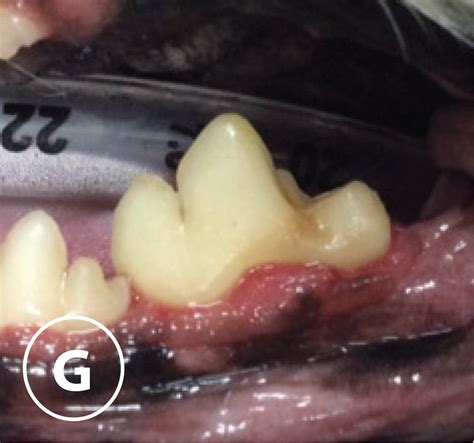 Furcation Repair Technique Veterinary Dental Supplies
