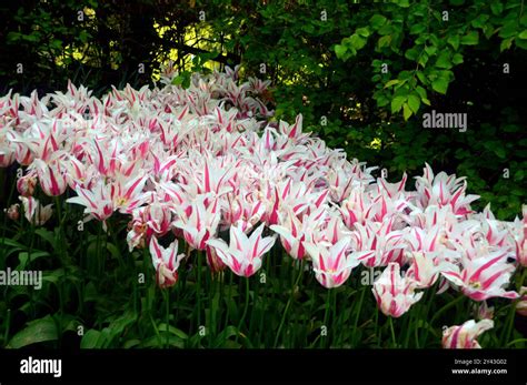 White Red Flower Bed Border Of Tulipa Marilyn Lily Flowering Tulips