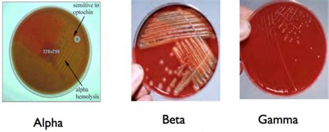 Uiuc Mcb 101 Midterm Flashcards Quizlet Uiuc Mcb 101 Midterm Flashcards Quizlet