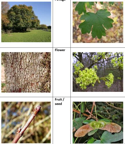 Tree Identification 11 20 Flashcards Quizlet Tree Identification 11 20 Flashcards Quizlet