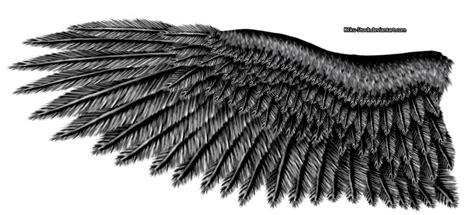 Eagle Wings Drawing Image Drawing Skill