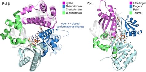 Cartoon Of Deoxyribonucleoside Triphosphate Dntp −dna−polymerase Pol Download Scientific