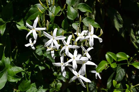 900 Free Jasmine And Nature Images Pixabay