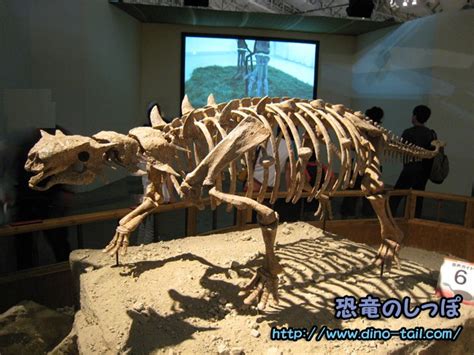 Pinacosaurus Pictures And Facts The Dinosaur Database