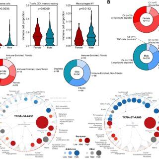 Sex Based Genetic Alteration Analysis A Comparison Of Total Mutation Download Scientific