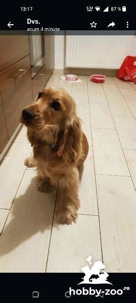 Pui Cocker Spaniel Auriu Hobby Zooro