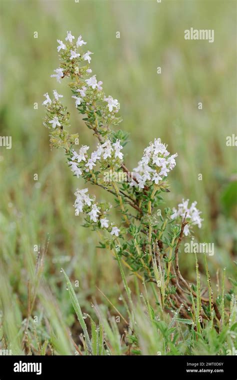Common Thyme Thymus Vulgaris Flowering Medicinal And Aromatic Plant