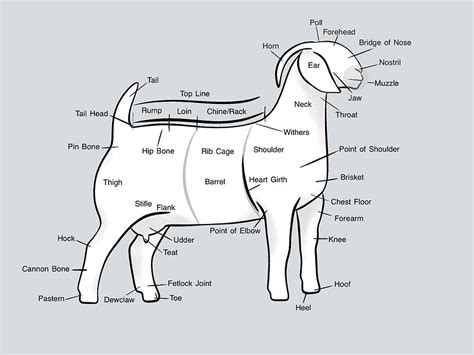 Goat Anatomy Parts Of A Goat In English With Pictures 7esl