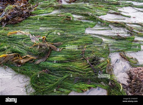 Scoulers Surf Grass On The Rocks And Sand Near The Water In The El
