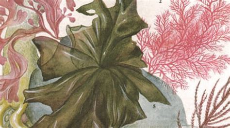 Laver Seaweed A Guide To Its Food Medicine And Other Uses