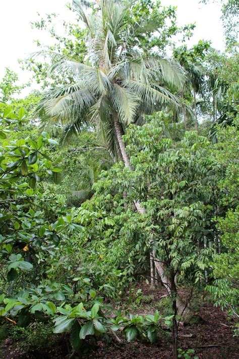 Trees In The Jungle At Pulau Ubin Singapore Stock Photo Image Of Trees Ground 321044104