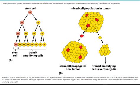 Solved Mixed Cell Population In Tumor A B Amplifying