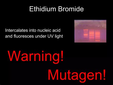 Biol2 Lecture 2 Dna Isolation And Agarose Gel Ppt