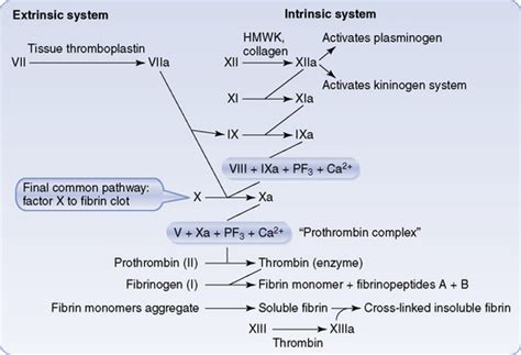 Hemostasis Disorders Basicmedical Key