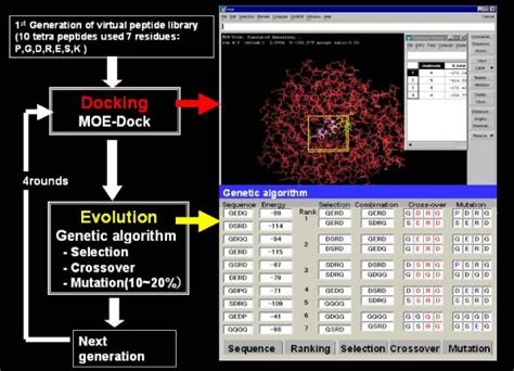 A Schematic Diagram Of The In Silico Peptide Evolution System The