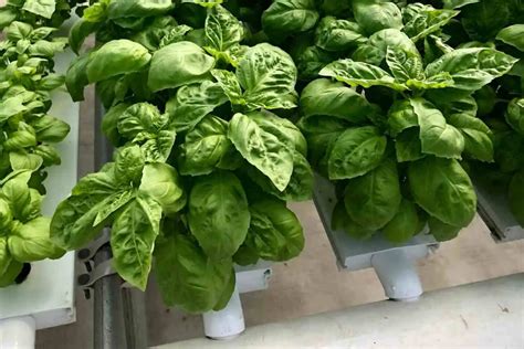 Best Ph Level For Hydroponic Hydroponic Ph Level Chart Gardenia Organic