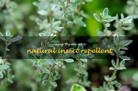Discover The Benefits Of Using Thyme As A Natural Insect Repellent Shuncy