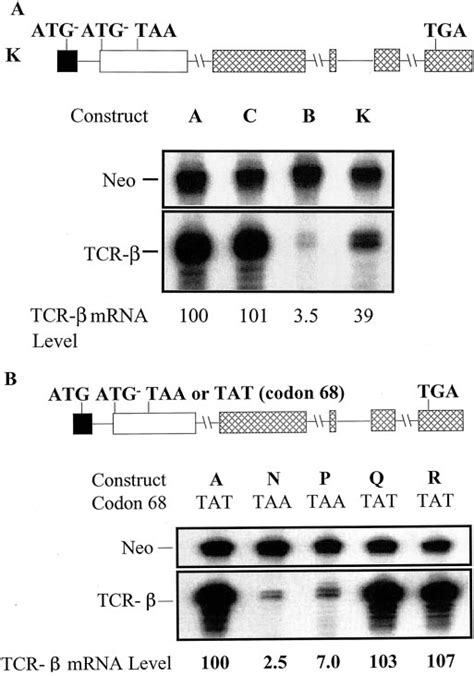 An Initiator Atg And Surrounding Kozak Consensus Nucleotides Are Download Scientific Diagram