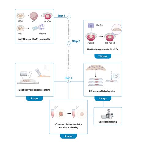 Cell Press Star Protocols