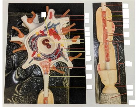 1 Labeling Structures Of A Neuron And Their Functi Quiz