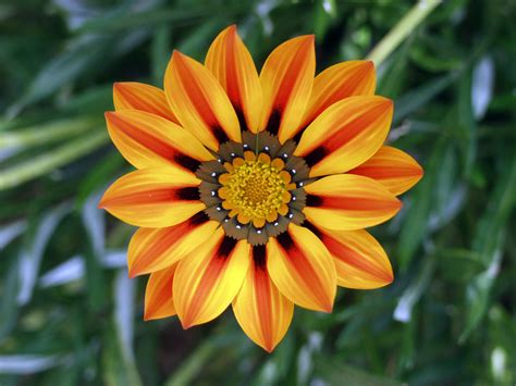 Diferentes Tipos De Flores No Mundo