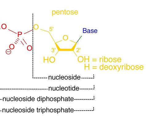 Draw The Basic Monomer A Nucleotide Of Both Dna And Rna And Label The Three Parts Phosphate