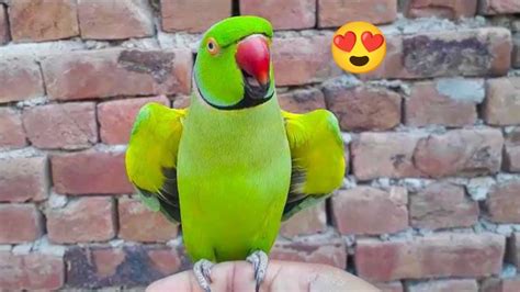 Indian Ringneck Parrot Talking Compilation Youtube