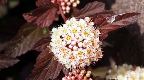 17 Best Shrubs For The Cut Flower Garden