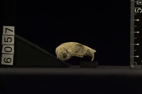 Pteromys Momonga Small Japanese Flying Squirrel